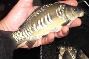 Species – South Staffordshire College