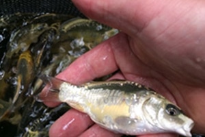 Species – South Staffordshire College