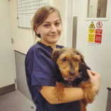 Veterinary Nursing Apprenticeship - Level 3 – South Staffordshire College