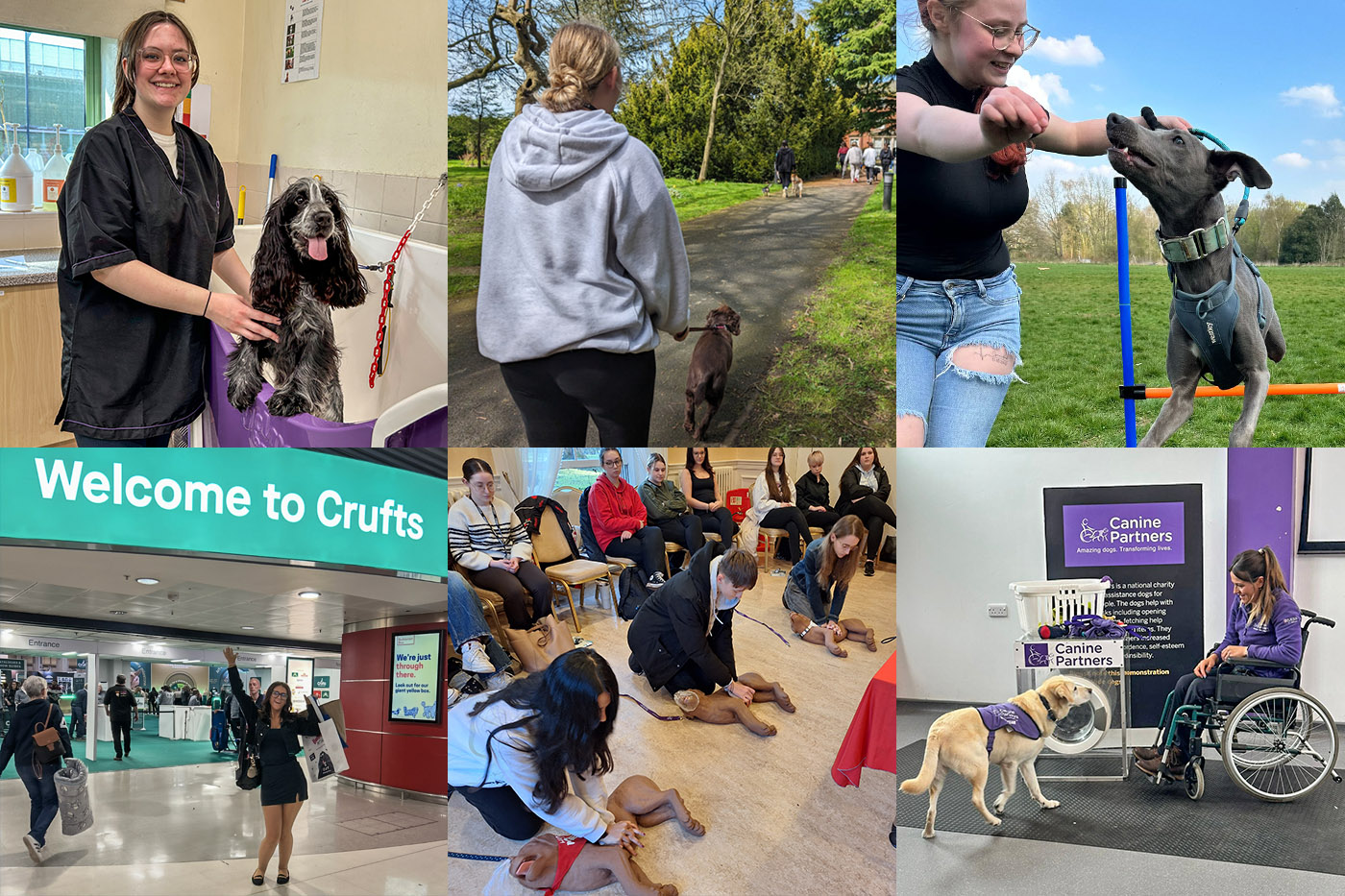 Canine Care, Behaviour and Welfare - Level 3 – South Staffordshire College