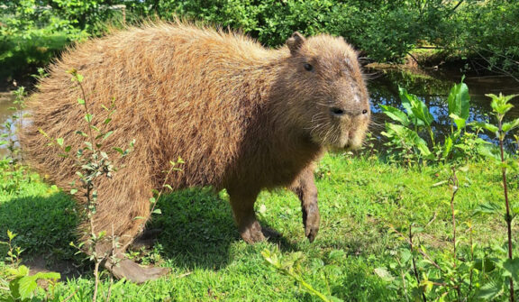 Our animals – South Staffordshire College